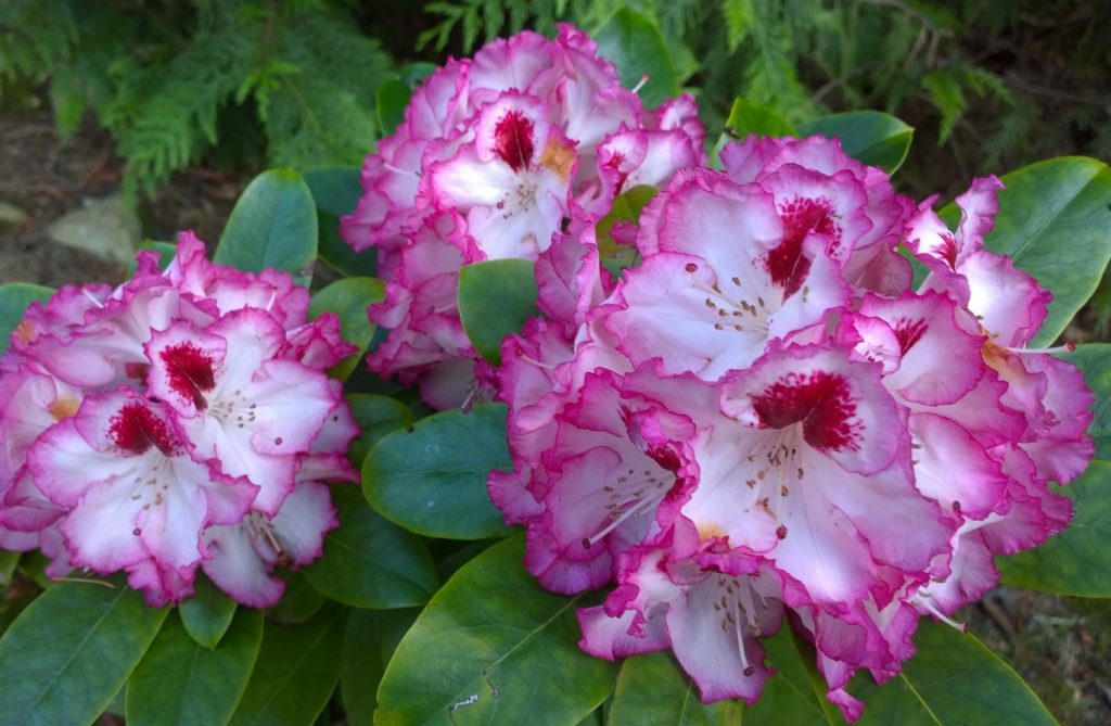 The Joy of Rhodies | Reality Raiders