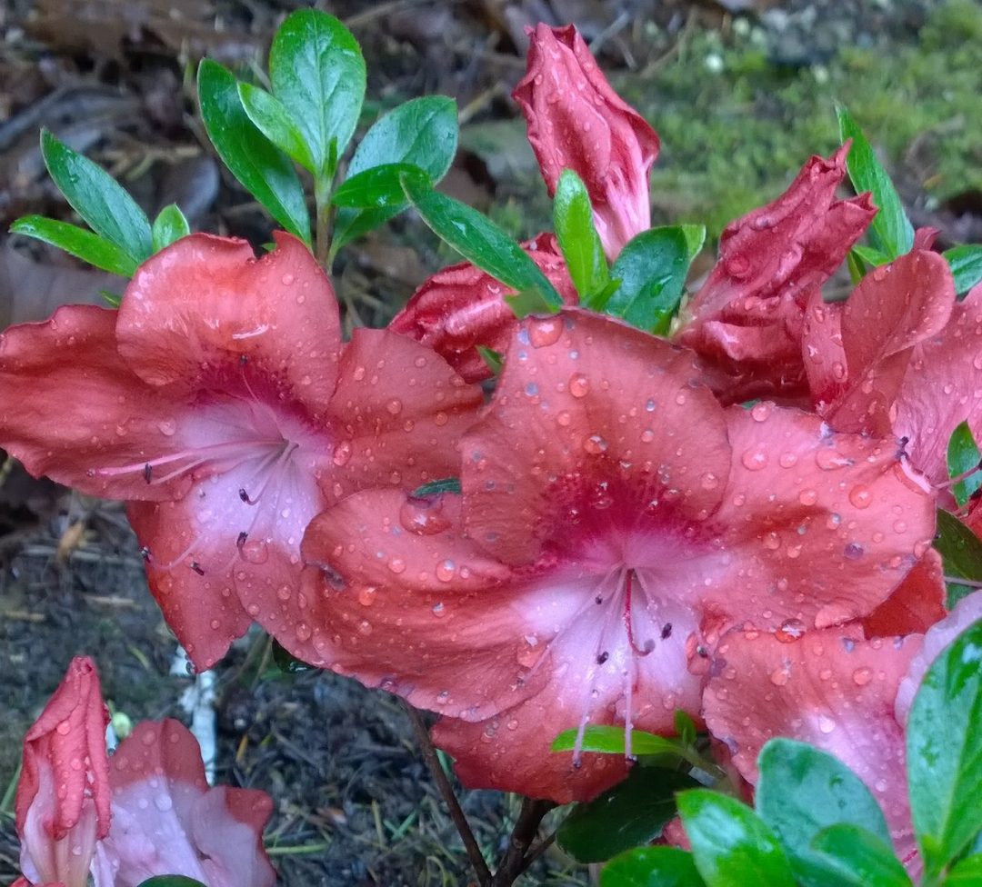 Amazing Azaleas | Reality Raiders