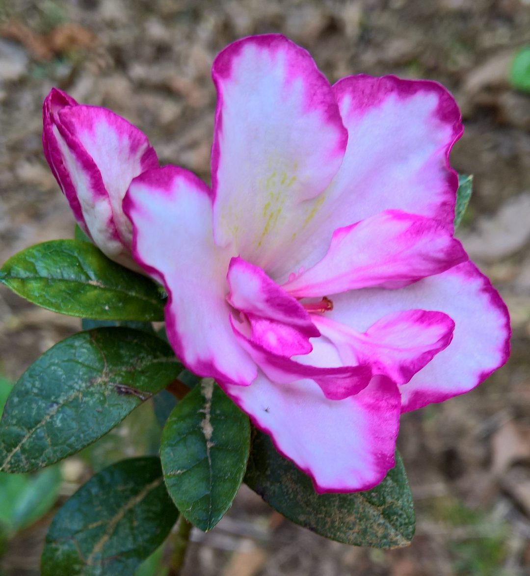 Amazing Azaleas | Reality Raiders