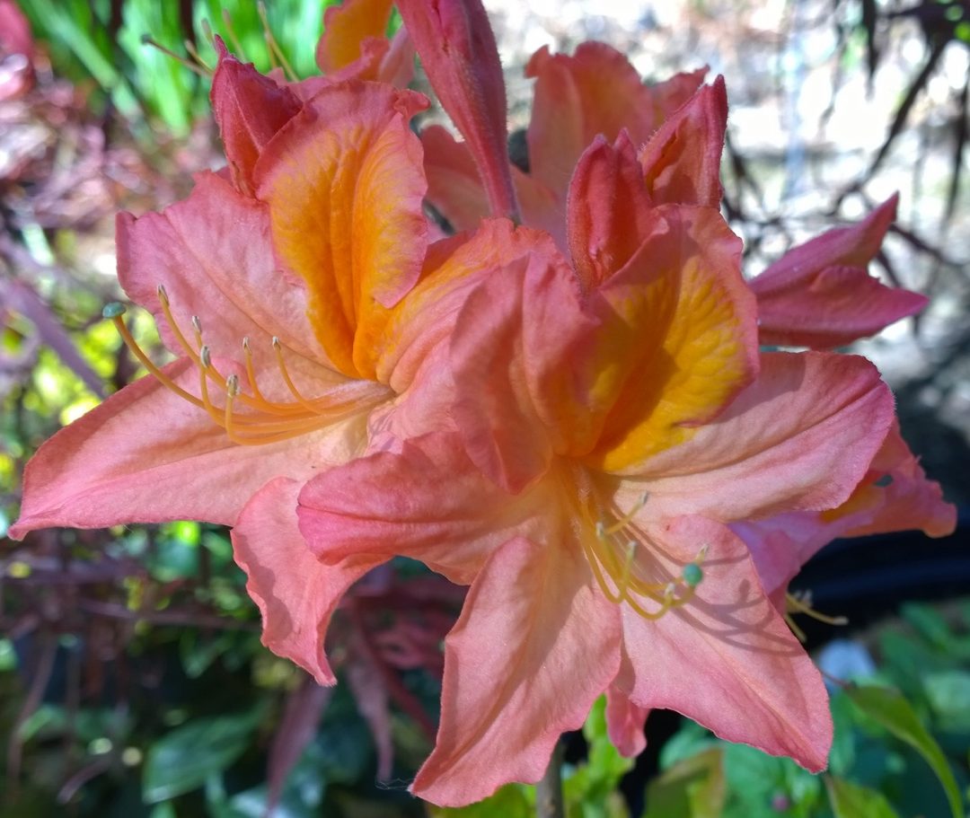 Amazing Azaleas | Reality Raiders