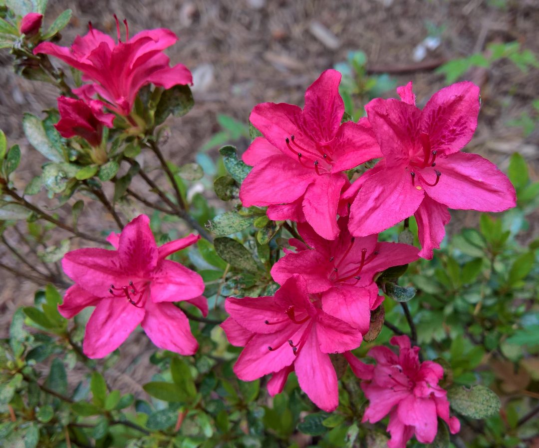 Amazing Azaleas | Reality Raiders