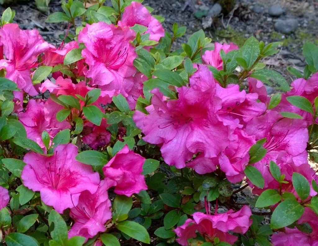Amazing Azaleas | Reality Raiders