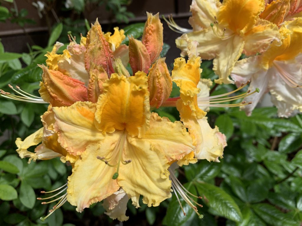 Amazing Azaleas | Reality Raiders